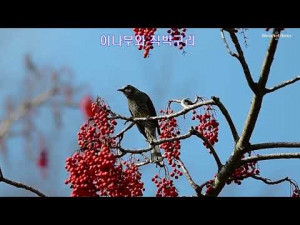 이나무(椅木) (Igiri Tree)와 직박구리